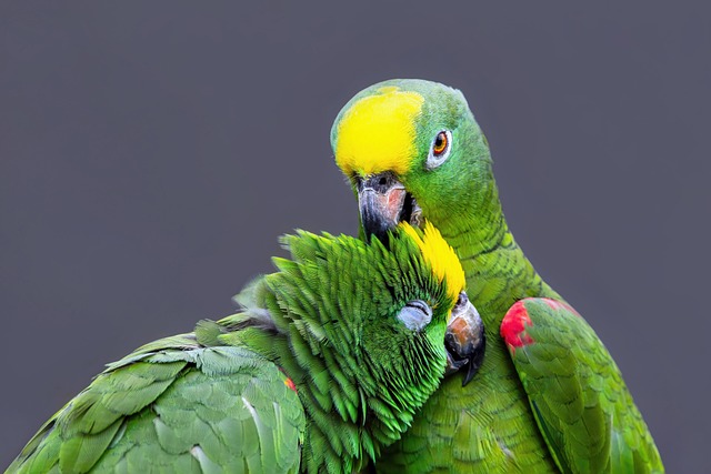 Parrots Parrot Bird - Free photo on Pixabay