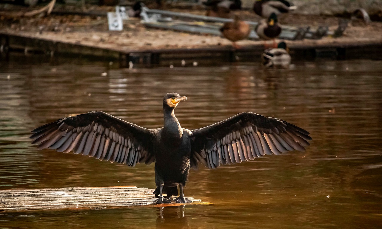 Cormorant Bird Nature - Free photo on Pixabay