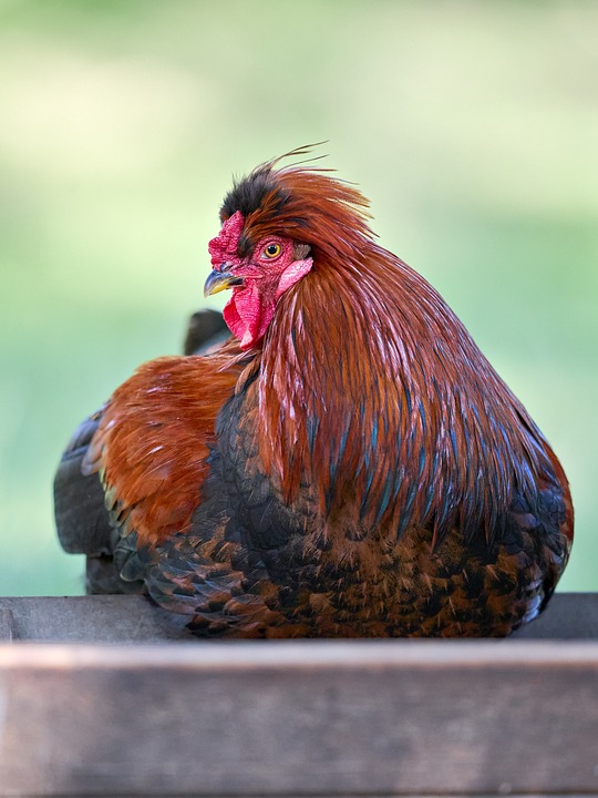 Haan Poultry Bird - Free photo on Pixabay