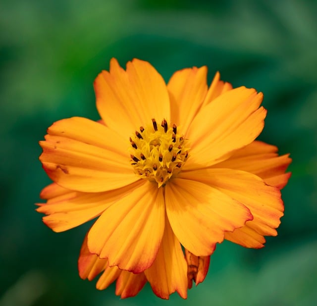 60,000+ Free Calendula Flower & Calendula Images - Pixabay