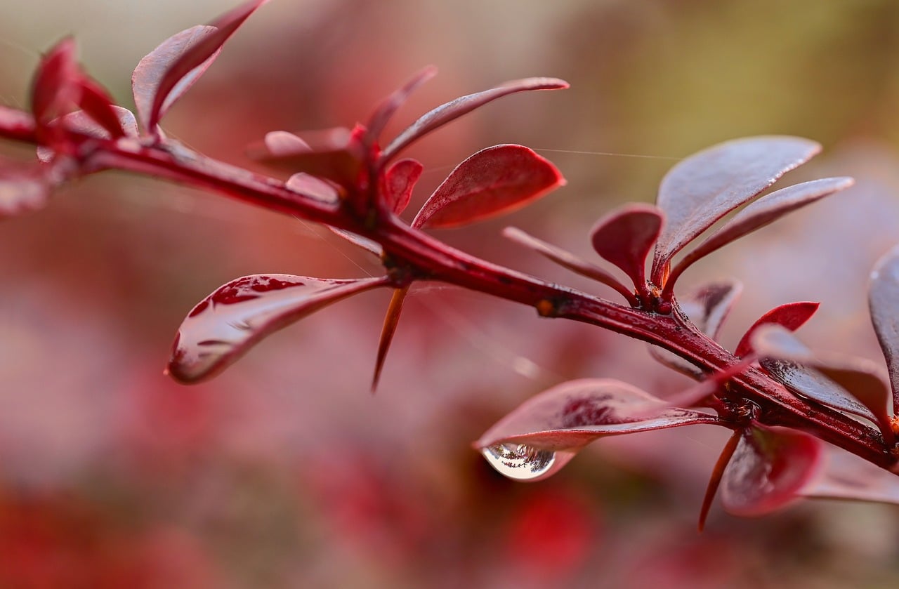 9,000+ Free Japanese Ikigai & Japanese Food Images - Pixabay