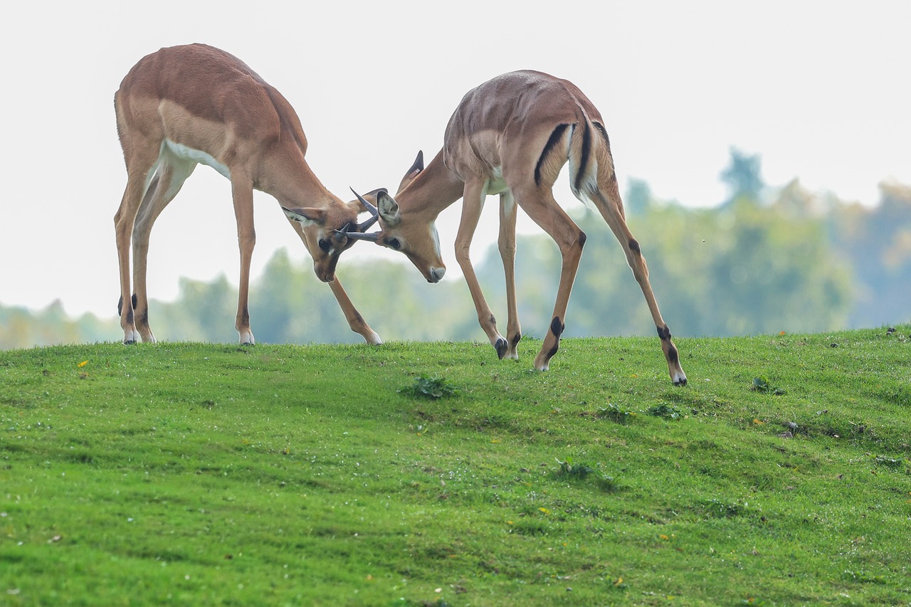 Nature Animal Antelope - Free photo on Pixabay