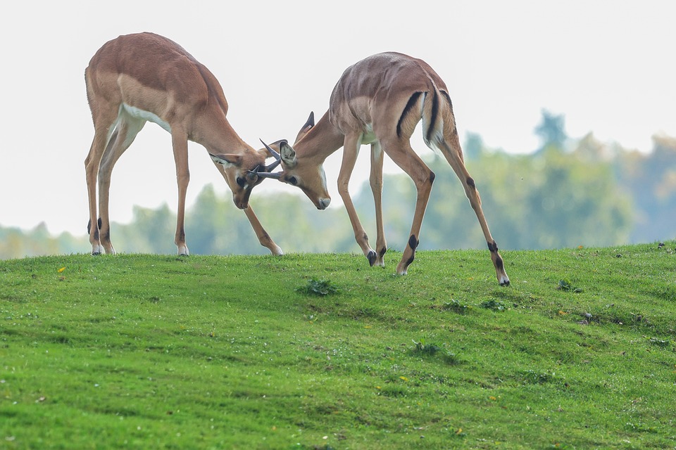 Nature Animal Antelope - Free photo on Pixabay
