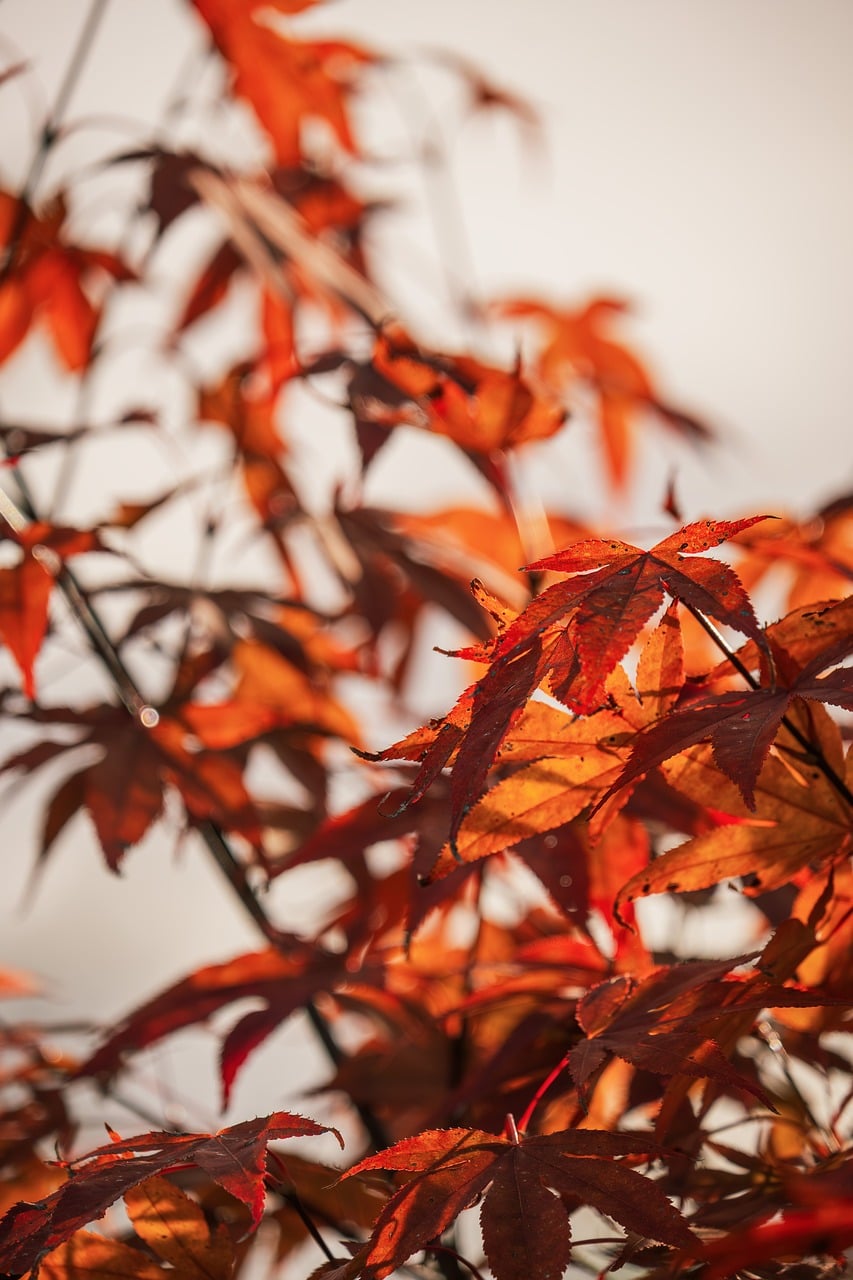 Autumn Leaves Fall Nature - Free photo on Pixabay