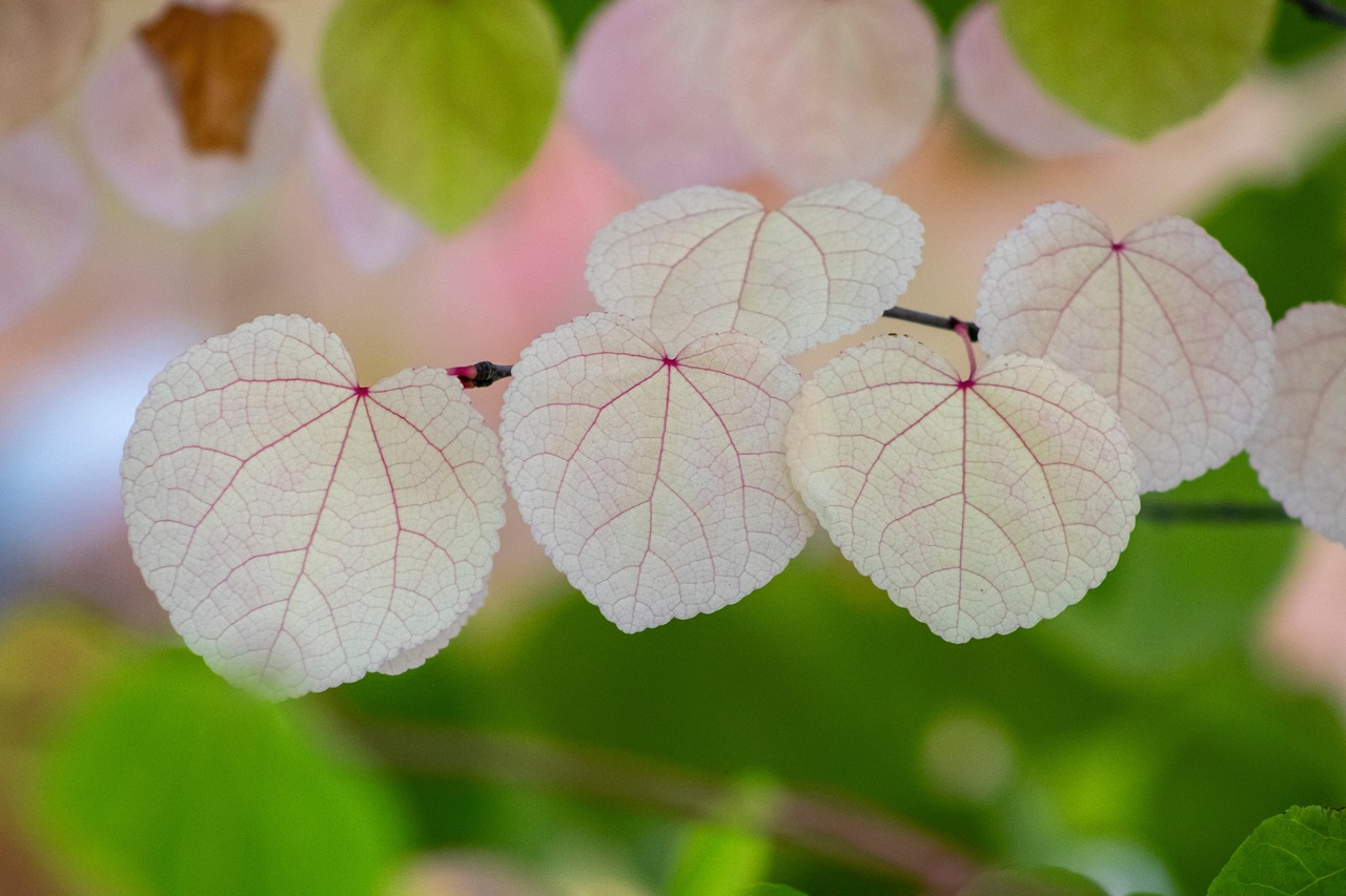 Katsura Tree Leaves - Free photo on Pixabay