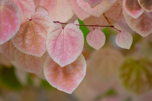 Tree, Leaves, Autumn. Free Stock Video - Pixabay