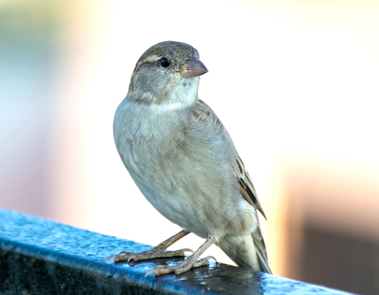 House Sparrow Bird - Free photo on Pixabay