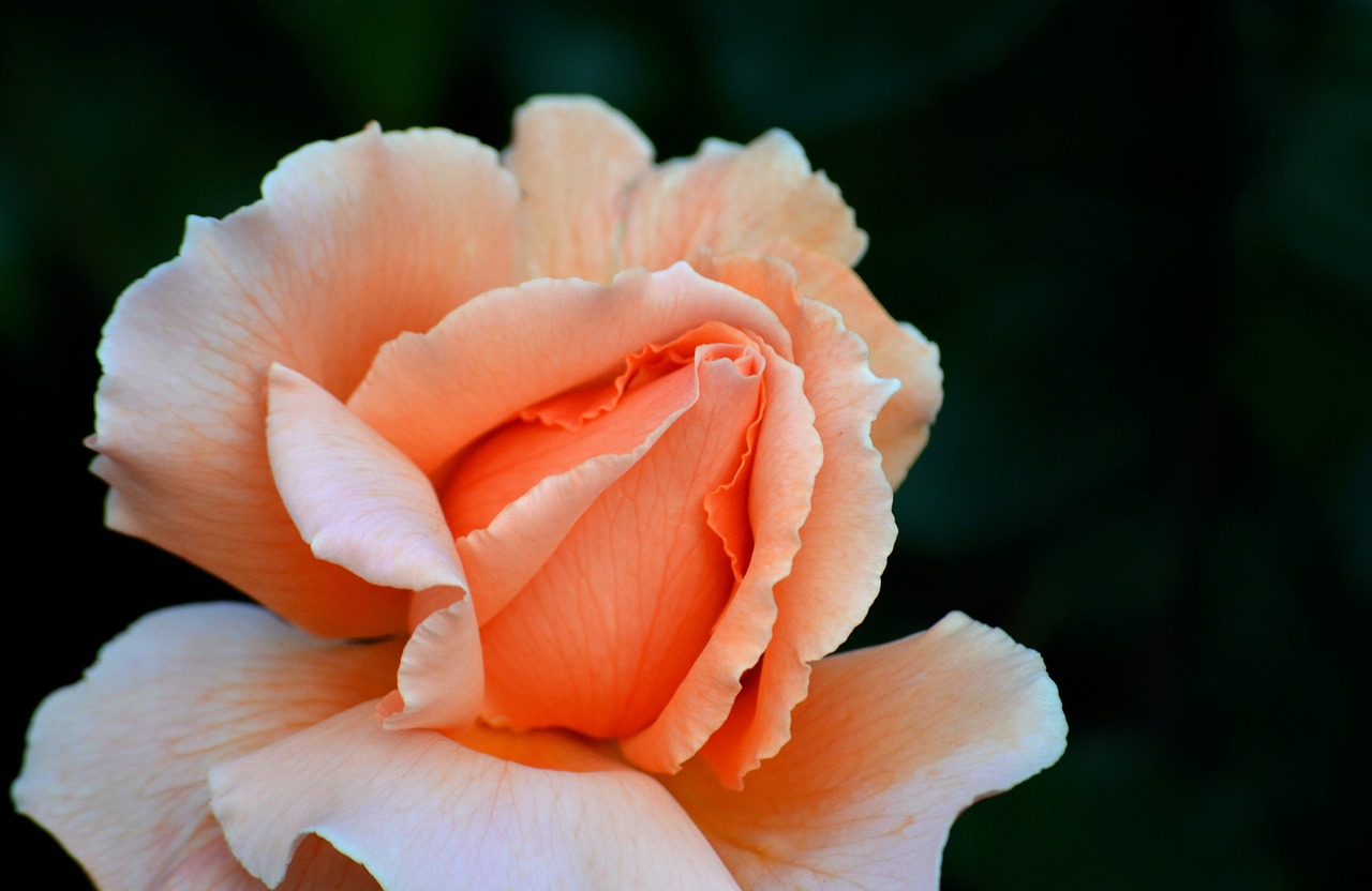 Rose Noble Apricot - Free photo on Pixabay