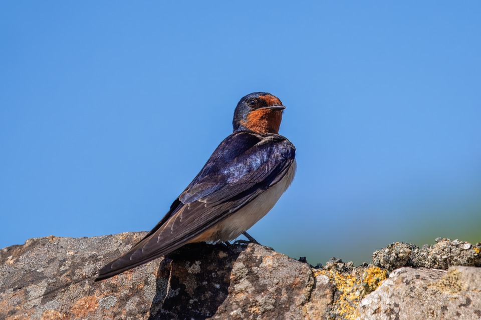 Swallow Nature Bird - Free photo on Pixabay