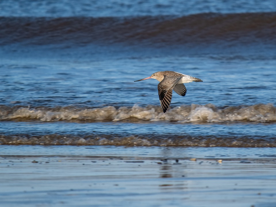 Wader Bird Nature - Free photo on Pixabay