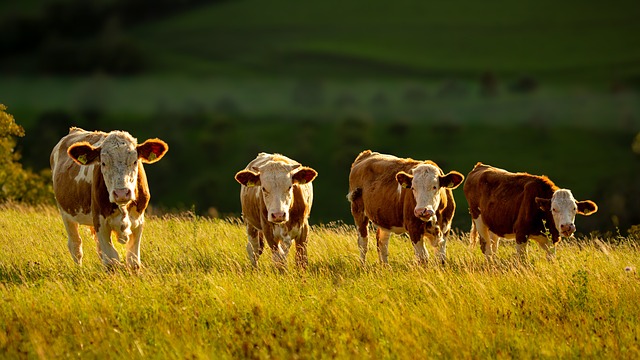 Vaches La Nature Agriculture - Photo gratuite sur Pixabay