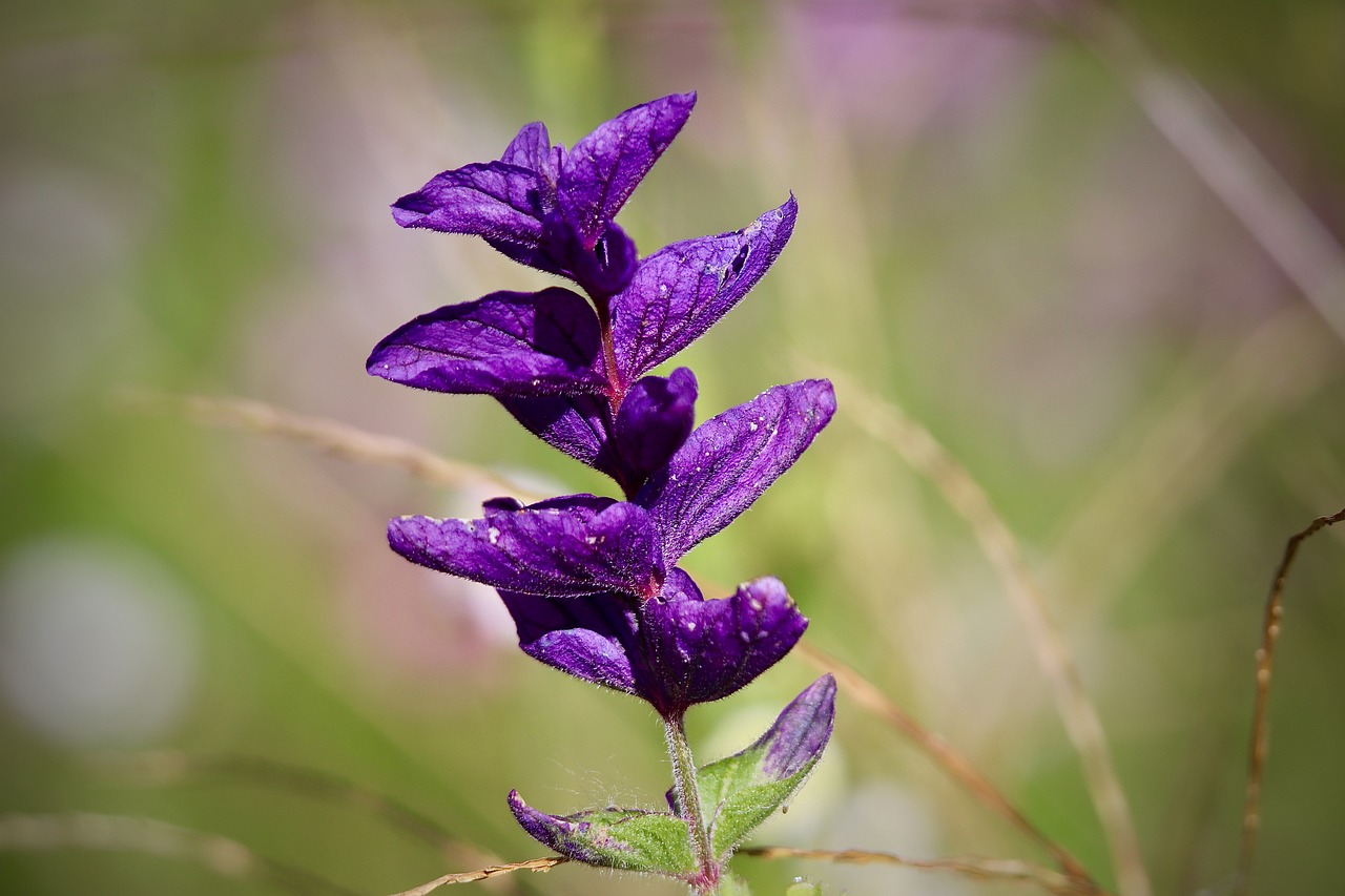Kleurrijke Salie Kuifsalie Groene - Gratis foto op Pixabay