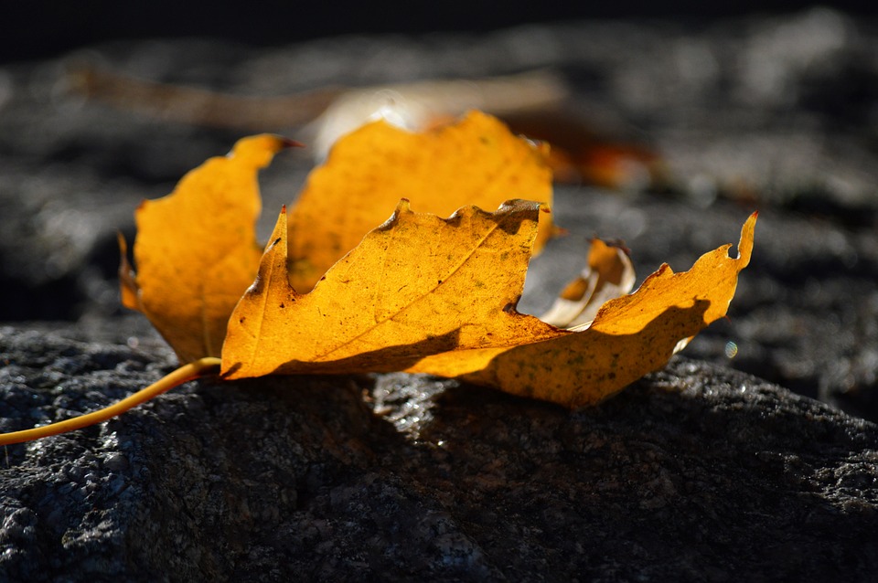 Maple Leaf Autumn Fall - Free photo on Pixabay