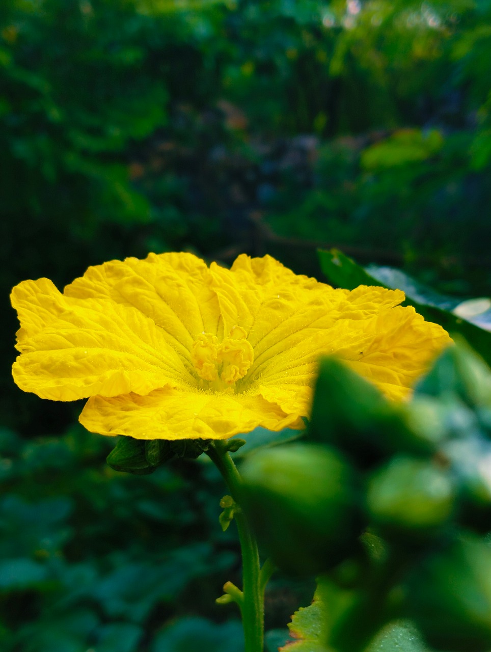 Download Sponge Gourd Plant, Sponge Gourd Plant Flowers, Nature ...