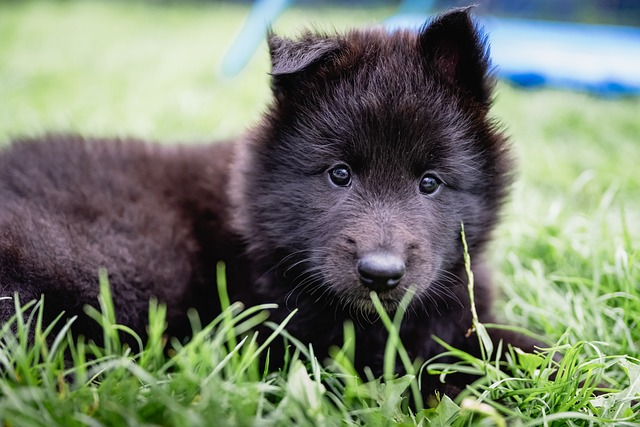 10,000+ Free Community Hund & Community Images - Pixabay
