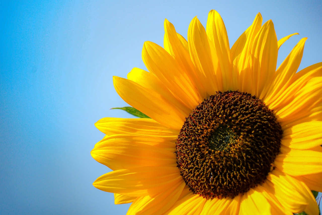 Sunflower Yellow Flower Blue Sky - Free photo on Pixabay
