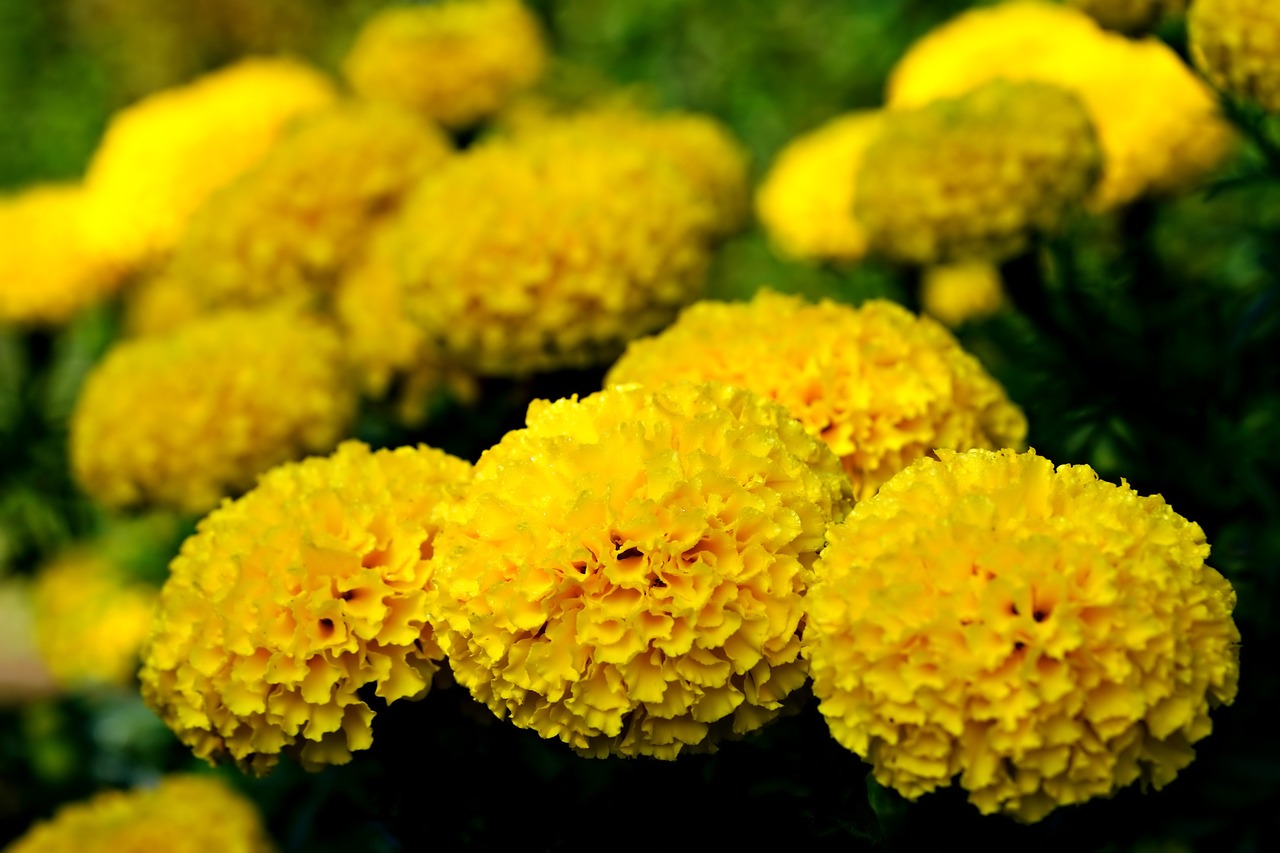 Chrysanthemum Flower Flora - Free photo on Pixabay