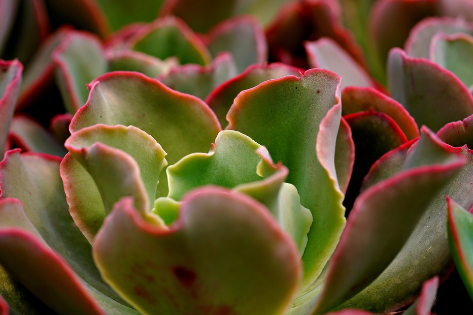 Succulent Flower Flora - Free photo on Pixabay