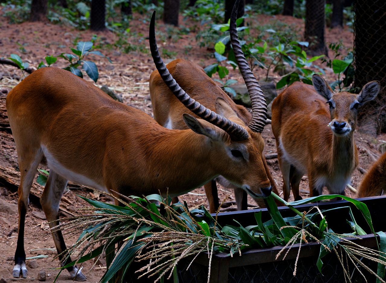 Fauna Animal Wild Life Lechwe - Free photo on Pixabay