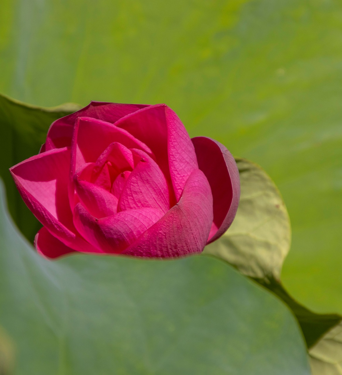 Lotus Flower Plant - Free photo on Pixabay