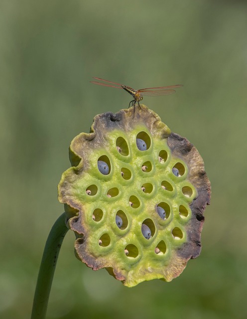Seeds Pod Plant Dragonfly - Free photo on Pixabay