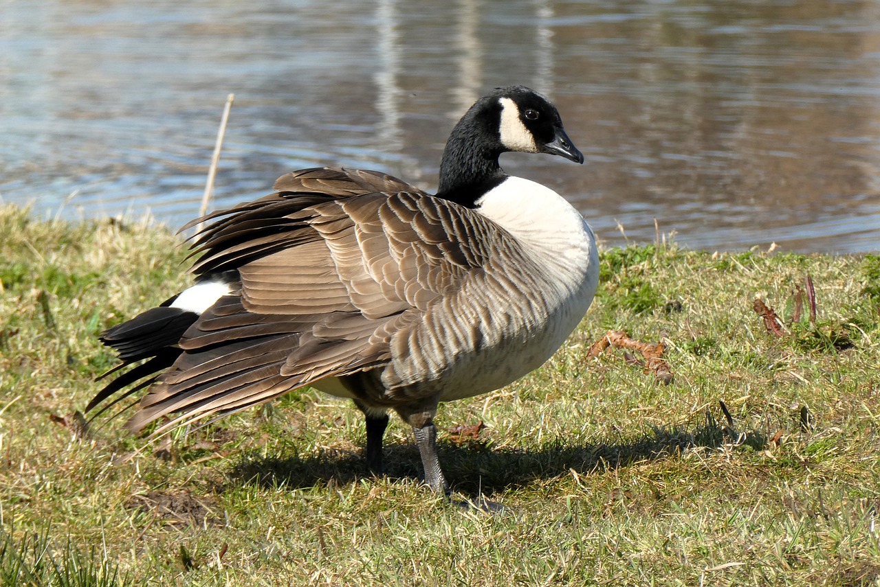 Canadian Goose Bird - Free photo on Pixabay