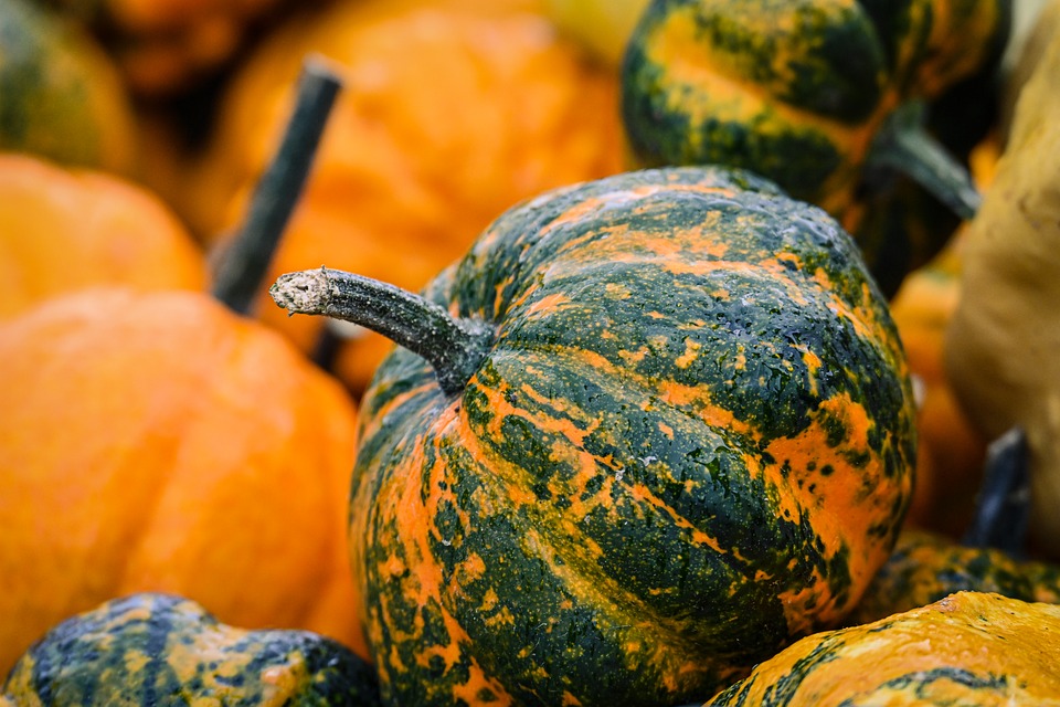 Pumpkin Fall October - Free photo on Pixabay