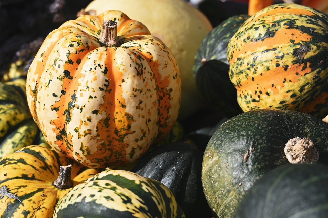 Pumpkin Fall October - Free photo on Pixabay