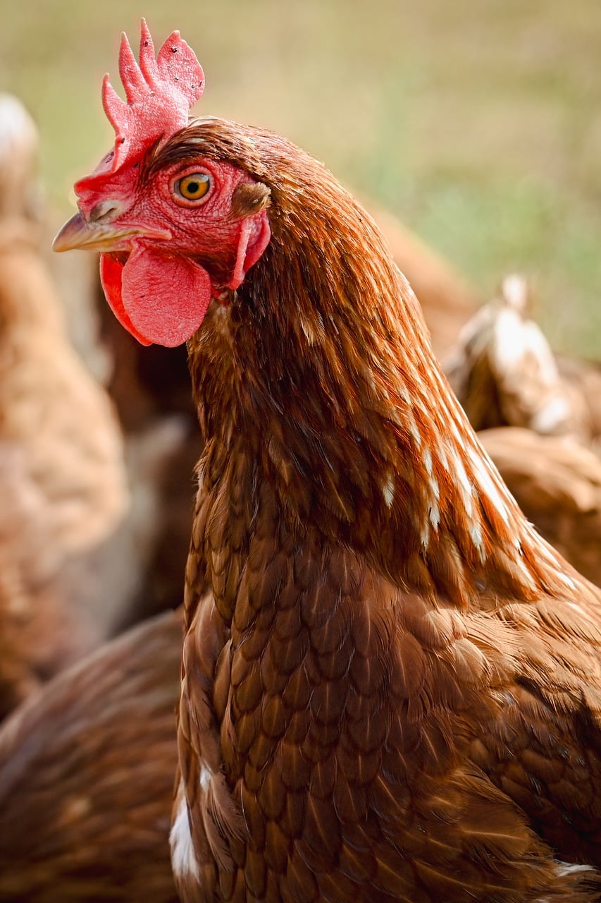 Chicken Nature Hen - Free photo on Pixabay