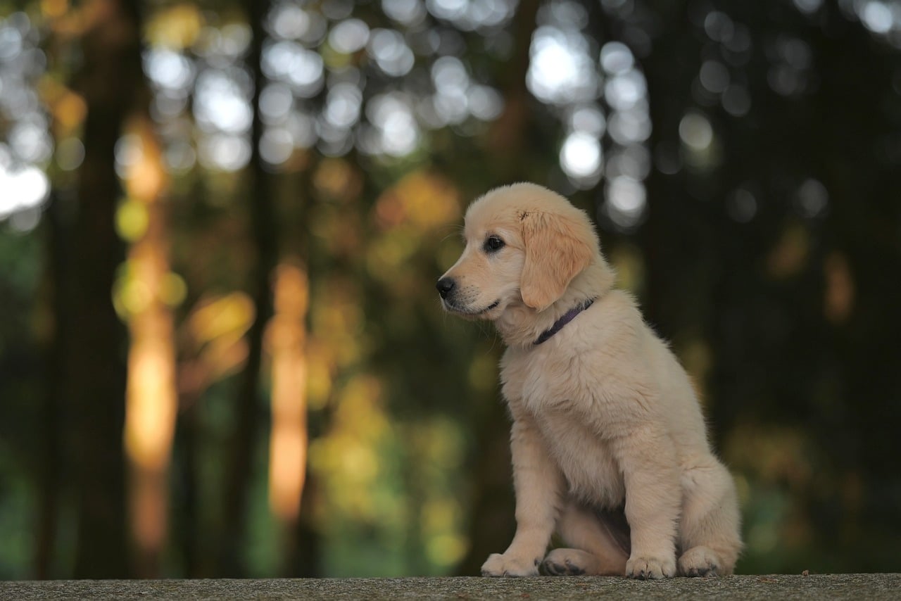 Golden Retriever Amber Puppy - Free photo on Pixabay