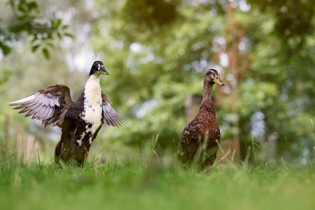 Patos Dos Naturaleza Al Aire - Foto gratis en Pixabay