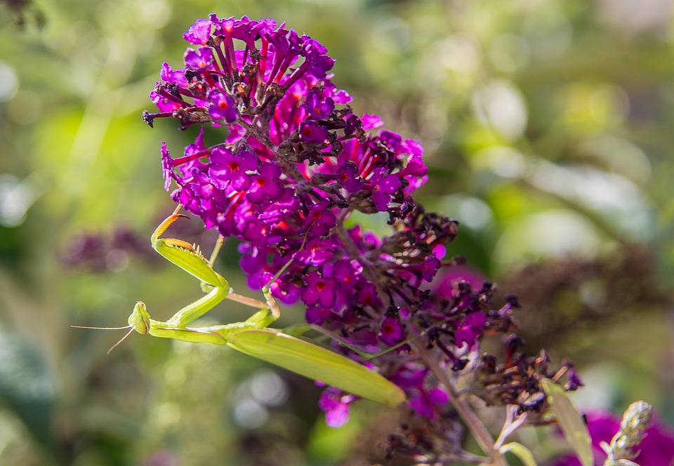 Praying Mantis Insects Fauna - Free photo on Pixabay