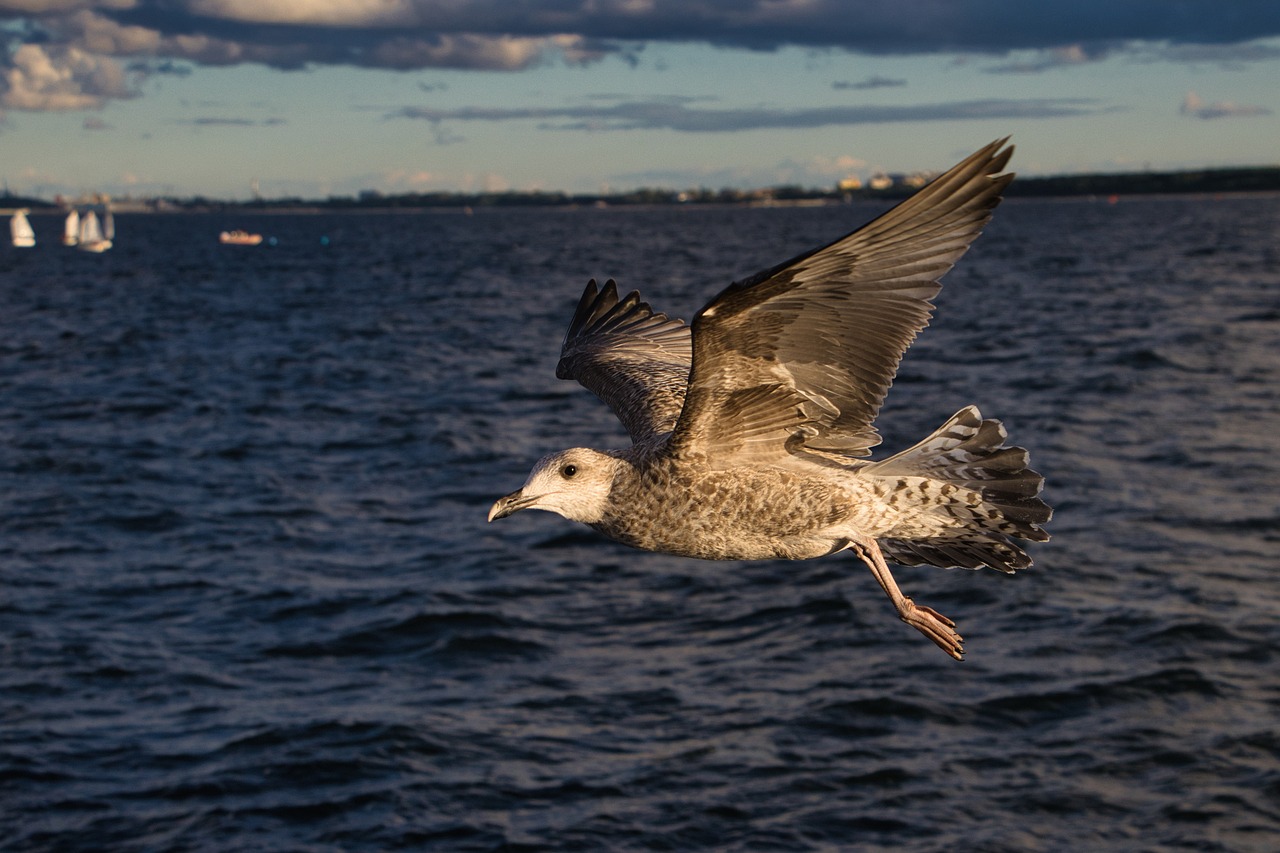 Gull Baltic Sea Poland - Free photo on Pixabay