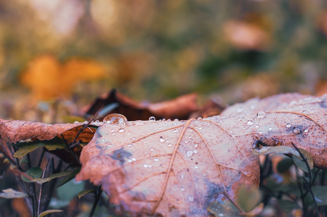 Autumn Leaves - Free photo on Pixabay