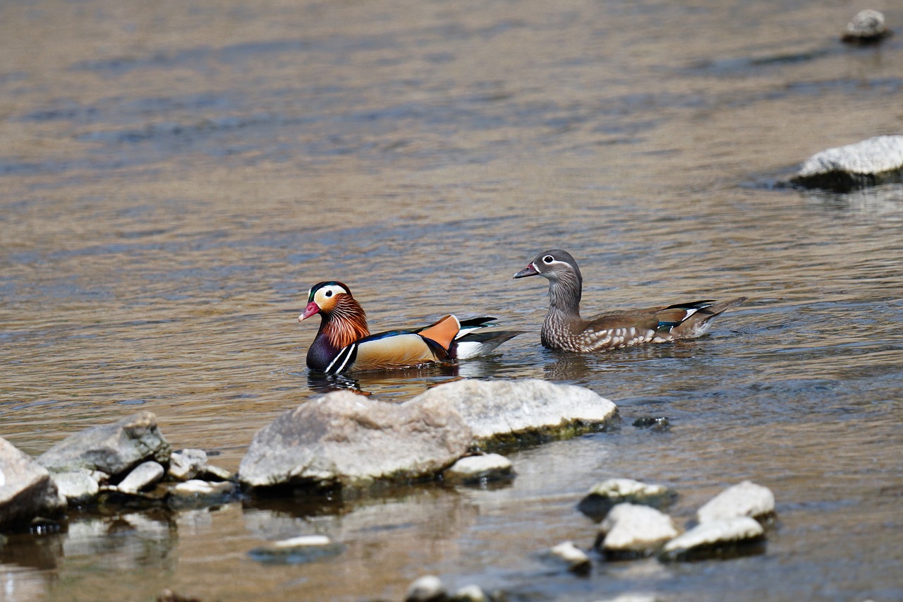 Waterfowl New Birds - Free photo on Pixabay