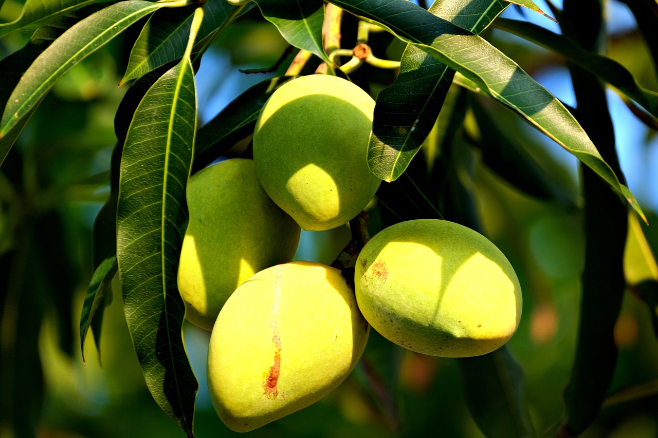 Manggo Plants Fruit - Free photo on Pixabay