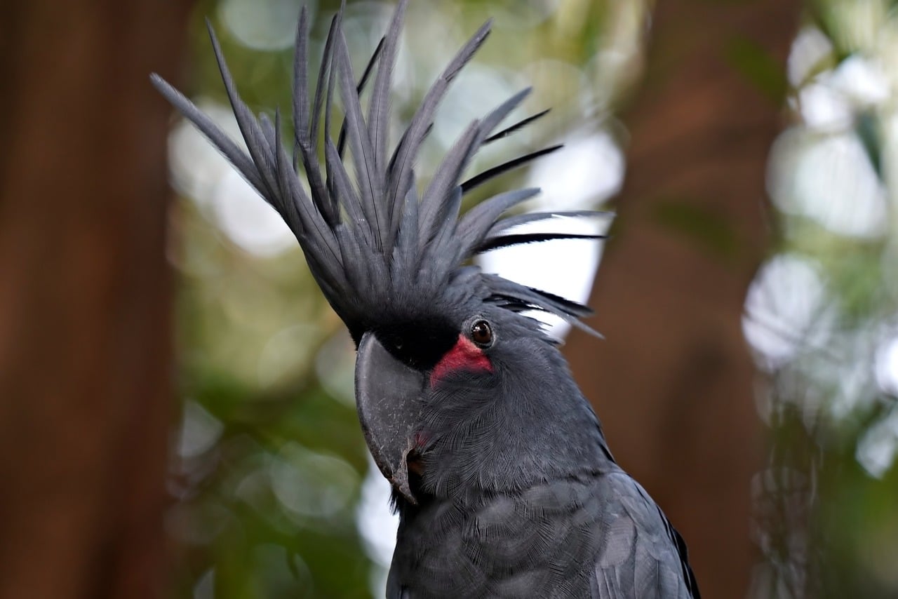 Black Cockatoo Bird Wildlife - Free photo on Pixabay