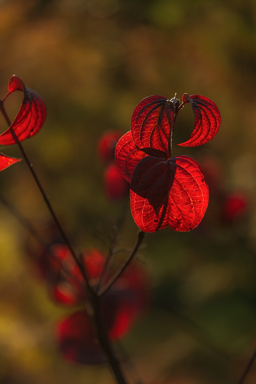 Autumn Leaves Colors Nature - Free photo on Pixabay