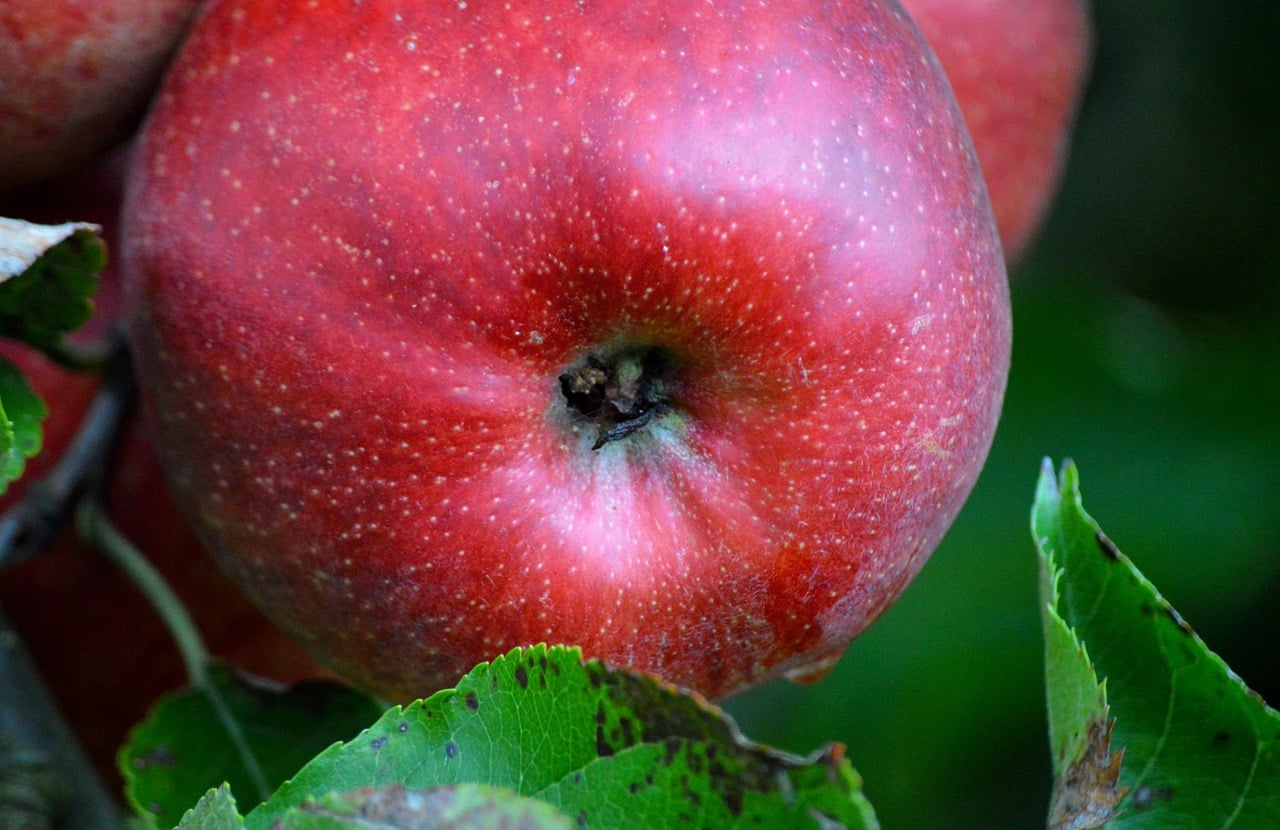 Jonagold Apple Winter - Free photo on Pixabay