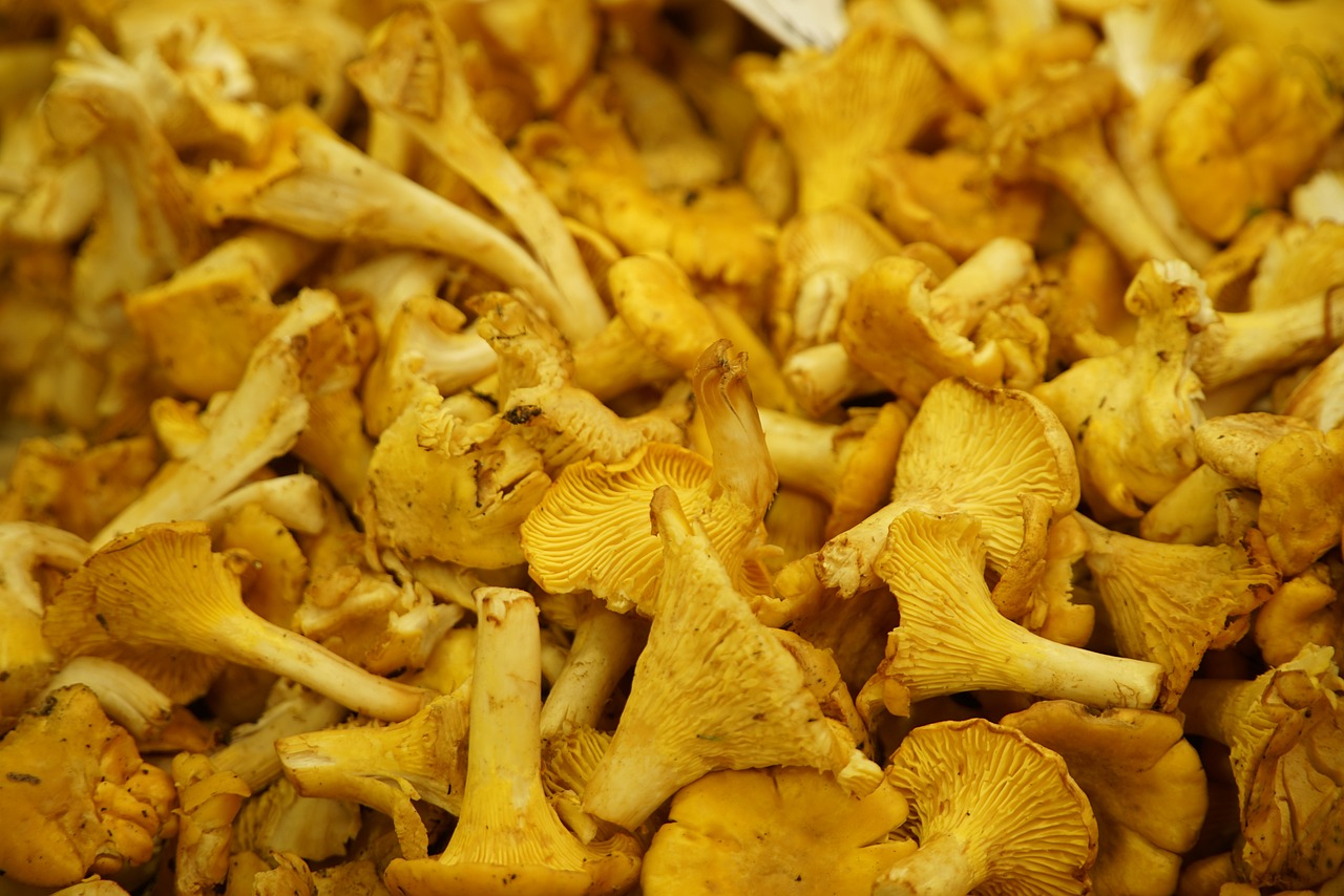 Funghi Finferli Fungo - Foto gratis su Pixabay