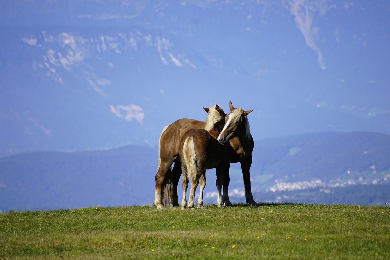 Pferde Tiere Liebe - Kostenloses Foto auf Pixabay