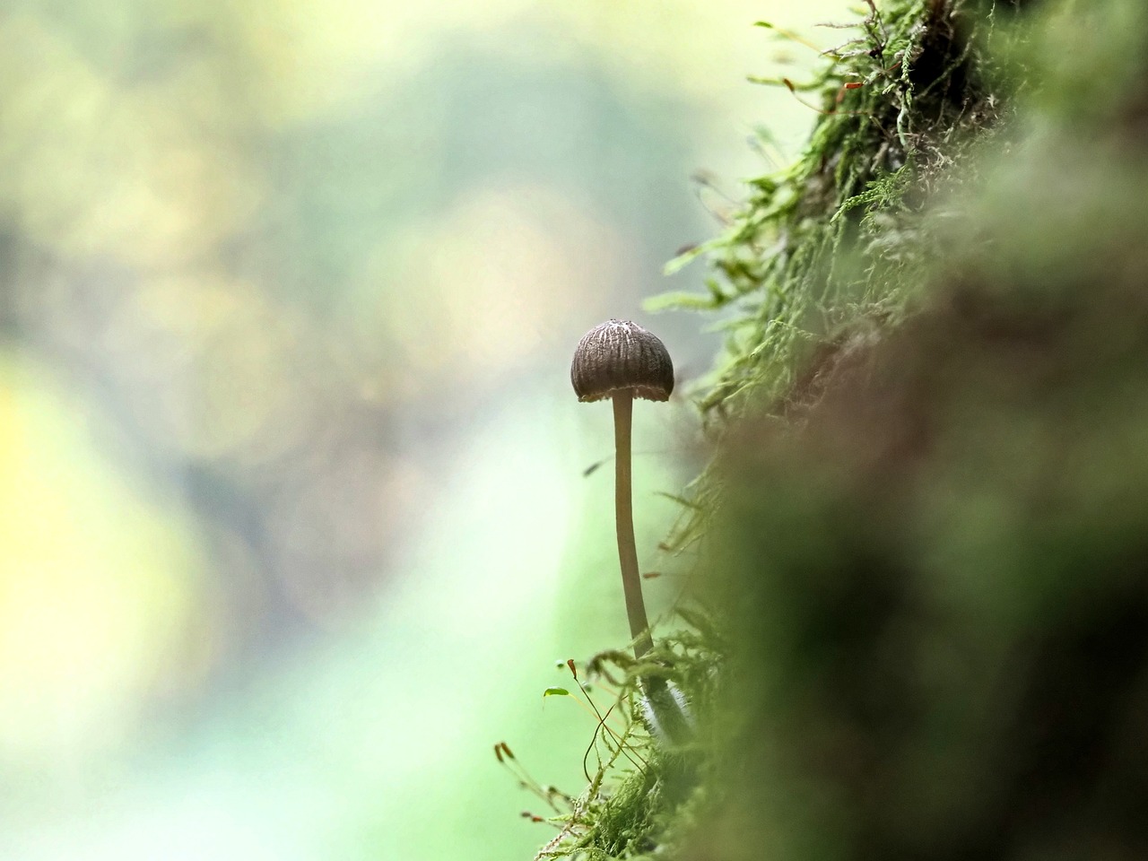 Mushroom Fall Forest - Free photo on Pixabay