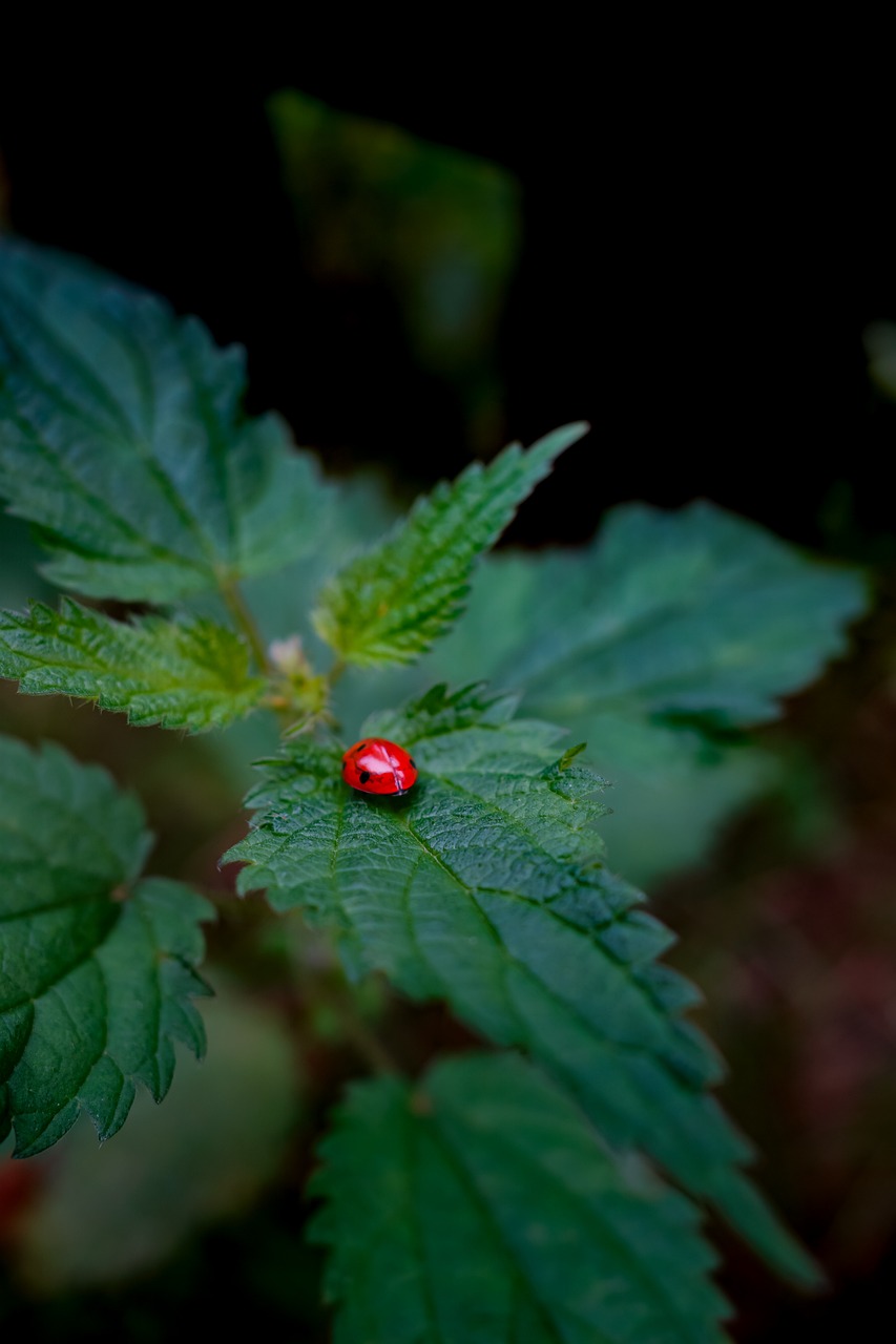Nature Detail Moment - Free photo on Pixabay