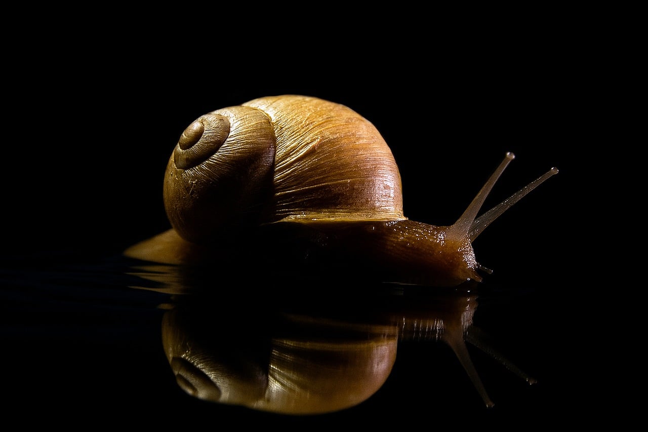 Animal Escargot Nature - Photo gratuite sur Pixabay