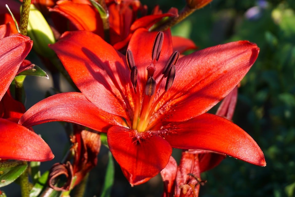Red Flower Lily - Free photo on Pixabay