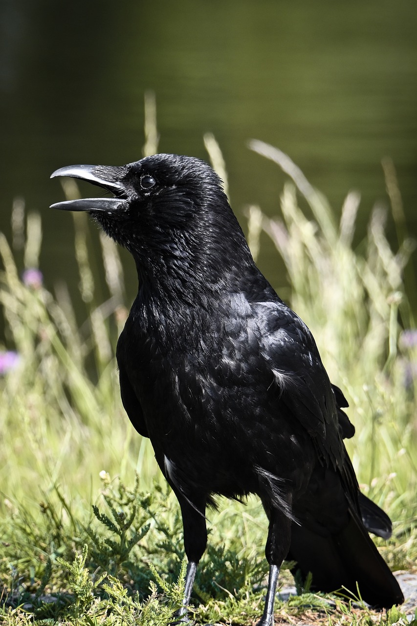 Bird Raven Ornithology - Free photo on Pixabay
