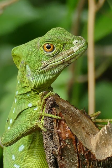 Basilisk Animal Nature - Free photo on Pixabay