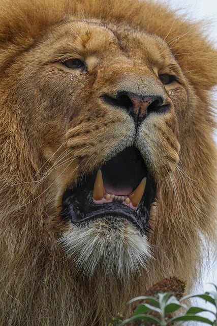 Page 45 - 6,000+ Free Lion & Animal Photos - Pixabay