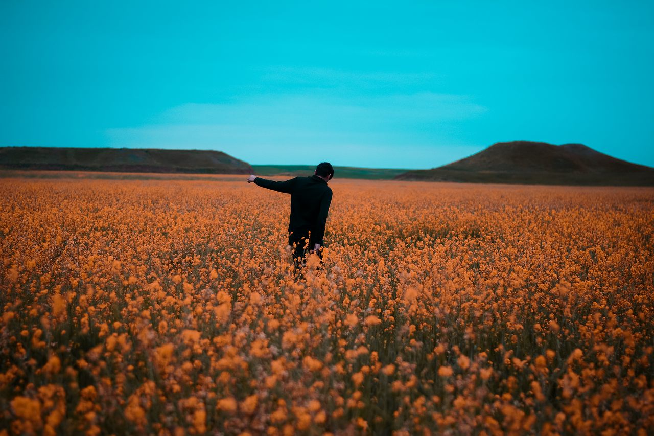Download Flower, Yellow, Lost. Royalty-Free Stock Illustration Image ...