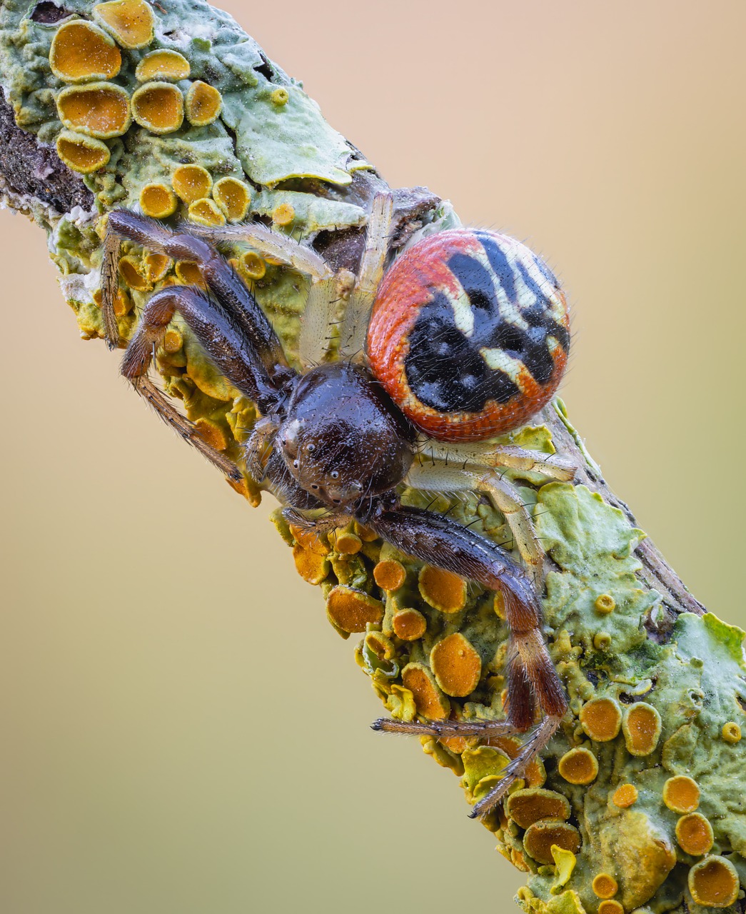 Spider Arachnid Insect - Free photo on Pixabay